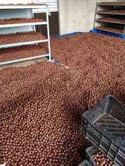 MACADAMIA NUTS VIETNAM WHOLESALE Grade Food Color Brown Style Dried ...