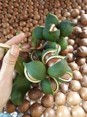 MACADAMIA NUTS VIETNAM WHOLESALE Grade Food Color Brown Style Dried ...