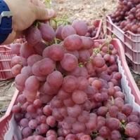 Uvas Red Globe Grapes - Namaskar SAC