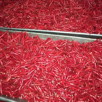 FROZEN RED CHILLI - SA KY FOODS CORPORATION