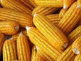Yellow Corn - Titan Logistics LLC