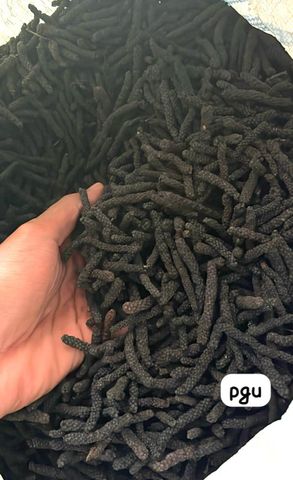 Long Pepper from Indonesia - Sell wholesale by Parvezius Globalindo Utama - Freshdi