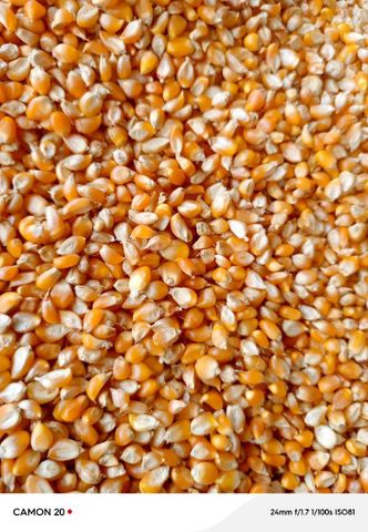 Yellow maize Color Yellow Texture Kernel Intended Use Human Consumption ...