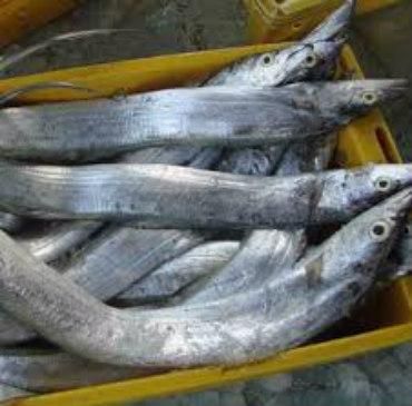 Frozen Eel Fish from South Africa - Freshdi