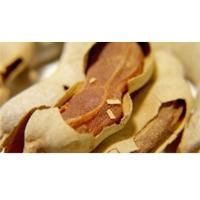 Tamarind Pulp & Concentrate - SBH Foods Pvt. Ltd.