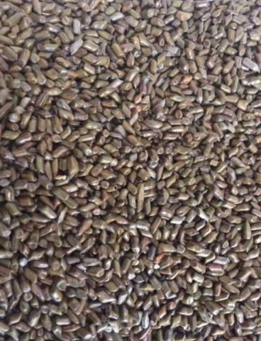 CASSIA TORA SEEDS - Buy Wholesale Grain