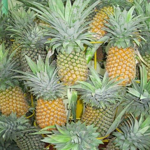 GRADE AAA FRESH PINEAPPLE FROM VIETNAM from Vietnam - Supply by SOUTH ...