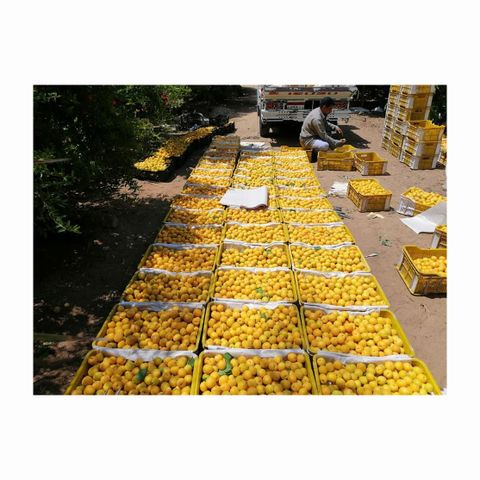 Quality Grade A Fresh Apricots for sale - Buy Wholesale Apricot ...