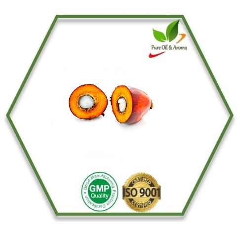 Palm Kernel Seed Oil - Buy Wholesale Palm Oil, Wholesale Palm Kernel ...