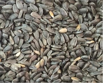 Sunflower seeds from Ukraine - Sell wholesale by JNL PPTE - Freshdi