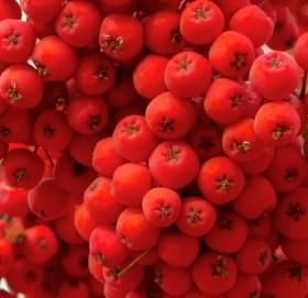 Frozen Rowanberry from Ukraine - Sell wholesale by ECO BERRY FARM - Freshdi