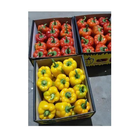 Superior Quality Best Selling 100% Natural Fresh Vegetable Colored ...