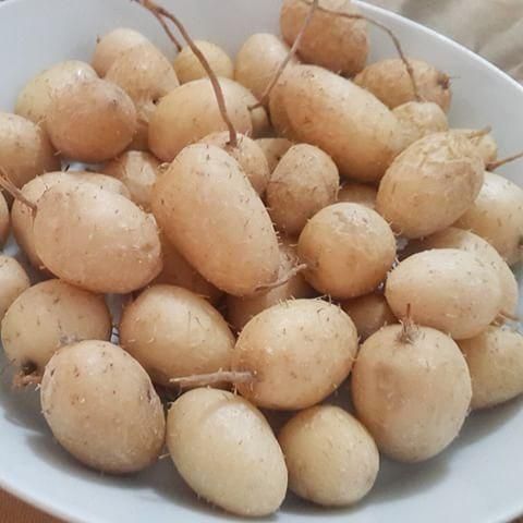 TOPI TAMBO / CALATHEA ALLOUIA - Vietnamese special water chestnut from ...