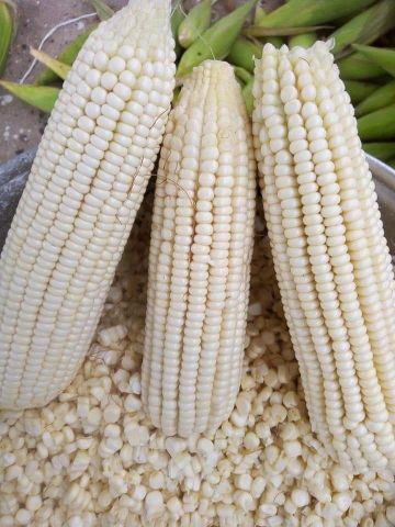 WHITE CORN White Corn (Maize) – Premium Grade for Food and Feed ...
