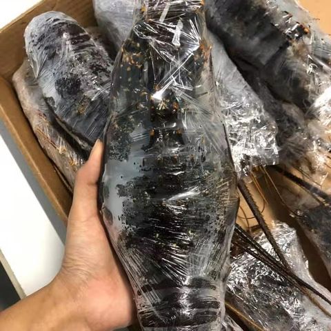 FROZEN WHOLE SPINY LOBSTER - Buy Wholesale Other Frozen Whole Fish ...