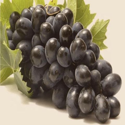 Fresh Grapes Black and Green Seedless Grape Normal Temperature South ...