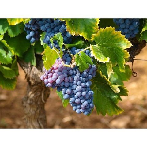 Grapes - GT CALANCEA ION NICOLAE