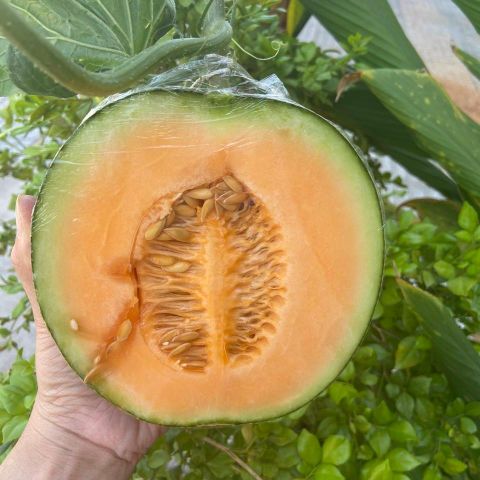 Top quality Cantaloupe melons - Organic Cantaloupe - Yellow Sweet melon from Vietnam - GIA GIA ...