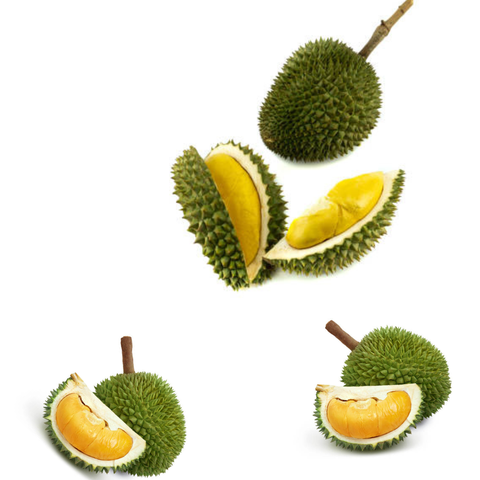 Wholesaler Fresh Durian Monthong Fresh Durians Organic Packed In Box ...