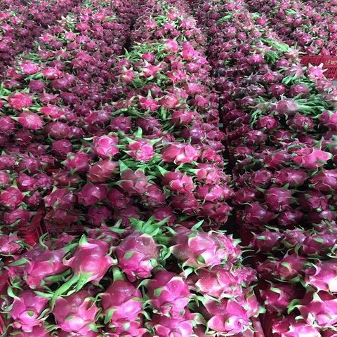 Fresh Dragon Fruit, Fresh Fruit from Vietnam Color RED Style Fresh ...