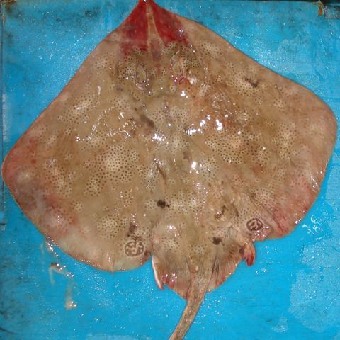 FROZEN STING RAY FILLETS - VIKO SEAFOOD COMPANY LIMITED