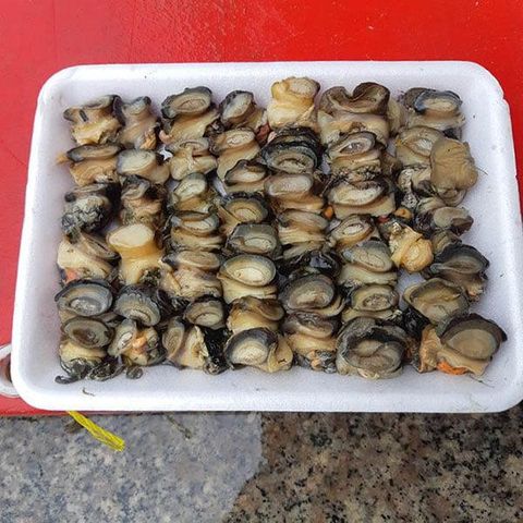 Frozen snail meat from United Kingdom - Freshdi