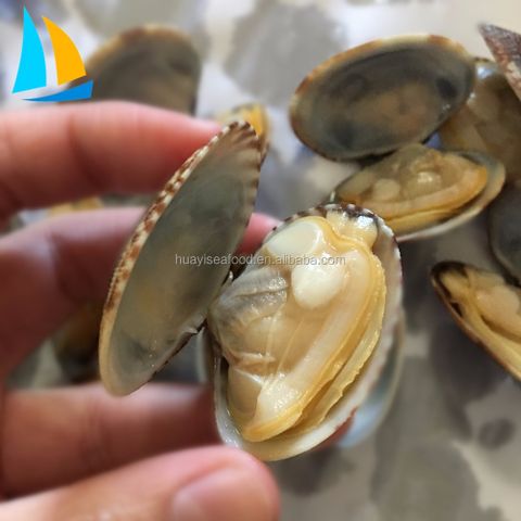 Frozen boiled fresh frozen short necked clam with shell from China ...