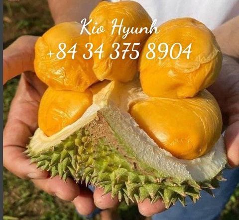 Premium Quality Frozen Durian Fruit Monthong From VIETNAM Ms. KIO HYUNH ...