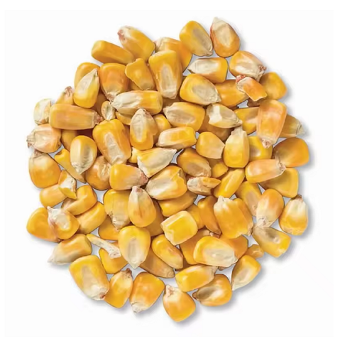 Premium Quality Natural Yellow Corn | Dried Yellow Corn Grains For sale ...