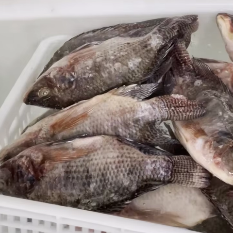 WR gutted scaled tilapia fish meat - Buy Wholesale Frozen Rohu Fish ...