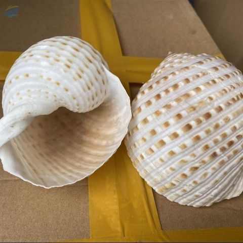 Spotted Tun Sea Shell - Blue Lotus Exim Co., Ltd.