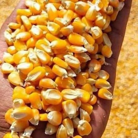 NON GMO YELLOW CORN MAIZE Length 2 Cm Style Dried Color White Weight 25 ...