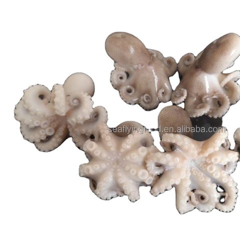 Frozen octopus fish baby octopus fish on sale with cleaned whole baby ...