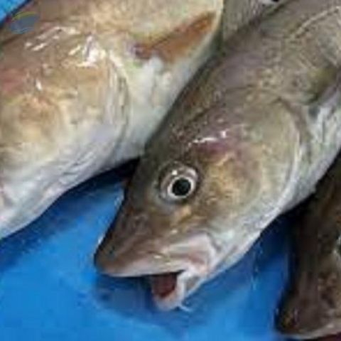 Code Fish - Kovacic Helga