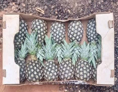 Sugarloaf Benin Pineapple Form Long Color Green Organic Yes Price Term ...