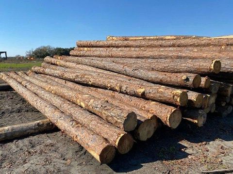 Southern Yellow Pine Logs (SYP logs) from Vietnam - Supply by QHD ...