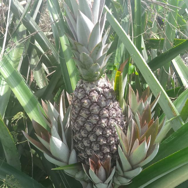 Sugarloaf Benin Pineapple Form Long Color Green Organic Yes Price Term ...