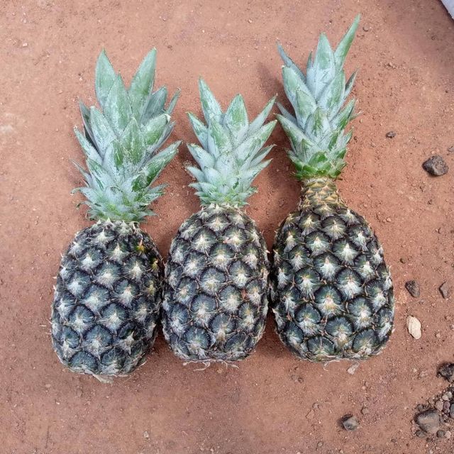 Sugarloaf Benin Pineapple Form Long Color Green Organic Yes Price Term ...