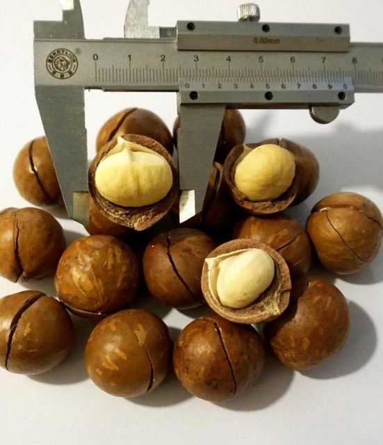 MACADAMIA NUTS VIETNAM WHOLESALE Grade Food Color Brown Style Dried ...