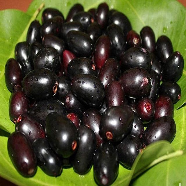 Fresh jamun fruit premium export quality jamun java plum for wholesale ...