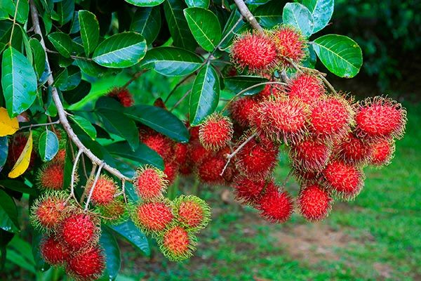 Fresh Rambutan Fruit From Thailand Premium Grade Direct From Thai ...